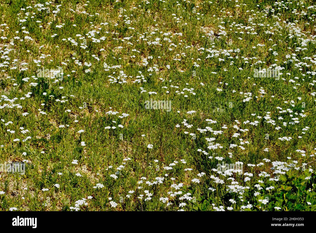 Flora on island in Fjällbacka archipelago on the western coastline of Sweden Stock Photo - Alamy