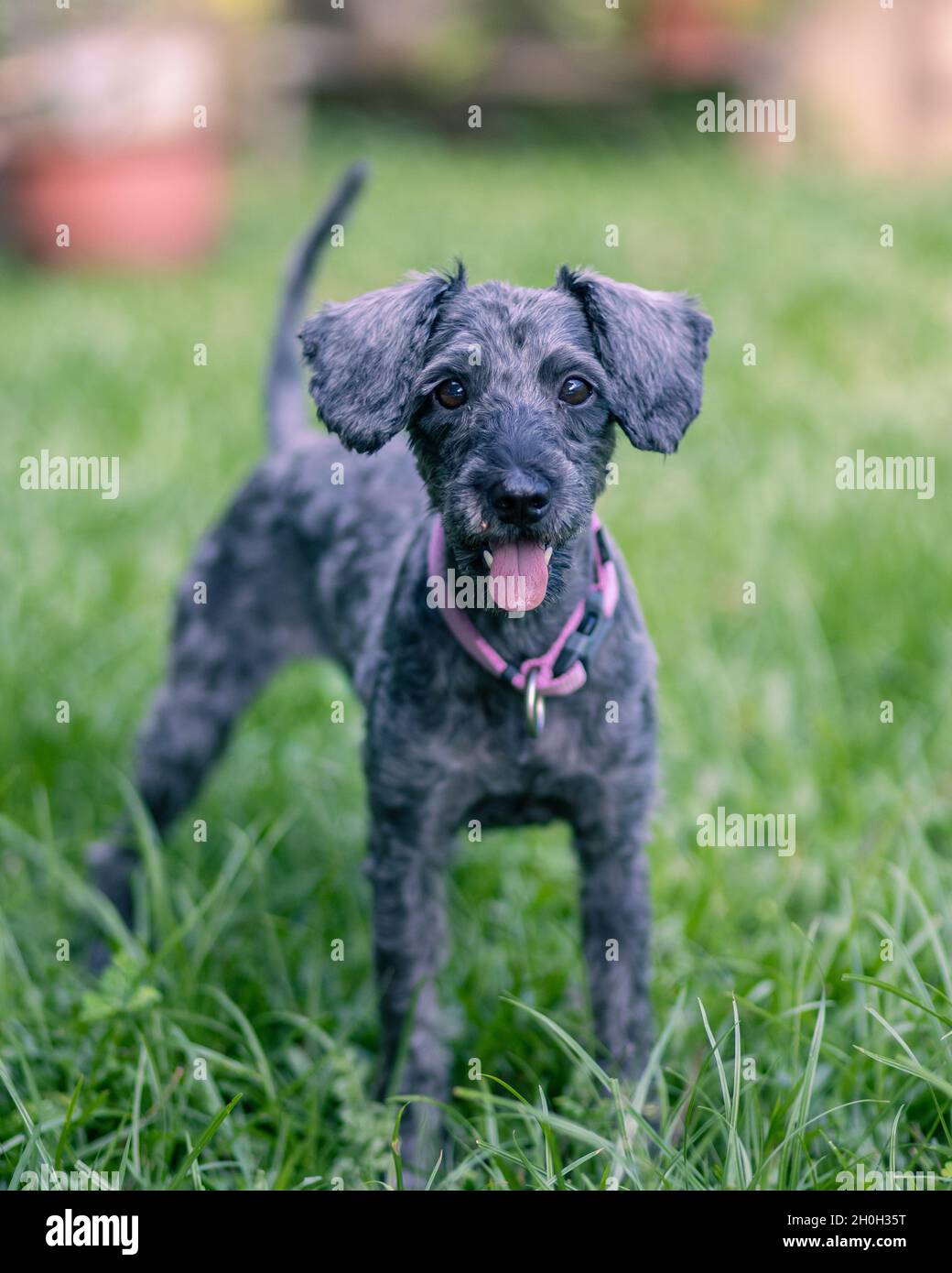 Portrait image of Cute puppy Toy Poodle sit at green garden Stock Photo ...
