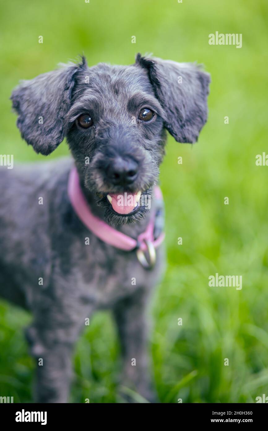 Portrait image of Cute puppy Toy Poodle sit at green garden Stock Photo ...