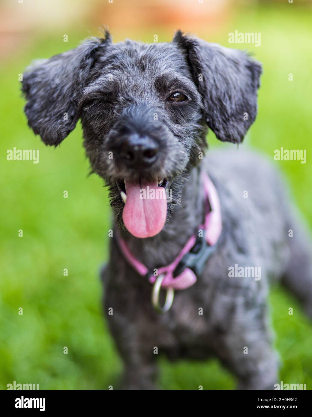 Portrait image of Cute puppy Toy Poodle sit at green garden Stock Photo ...