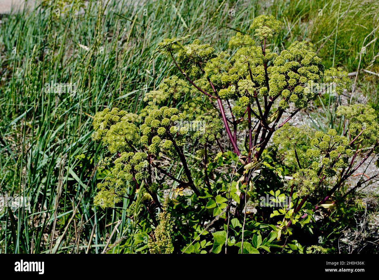 Flora on island in Fjällbacka archipelago on the western coastline of Sweden Stock Photo - Alamy