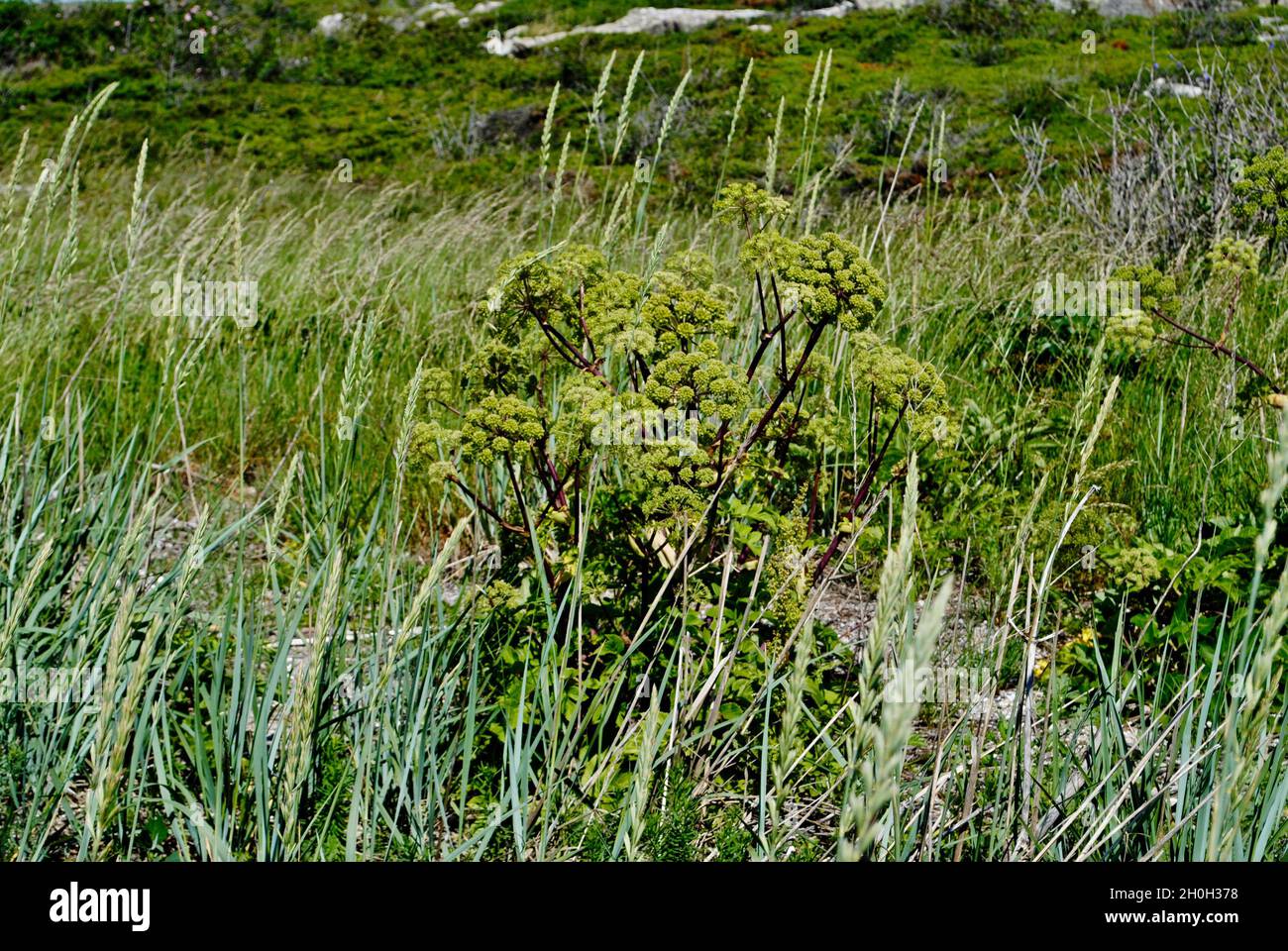 Flora on island in Fjällbacka archipelago on the western coastline of Sweden Stock Photo - Alamy