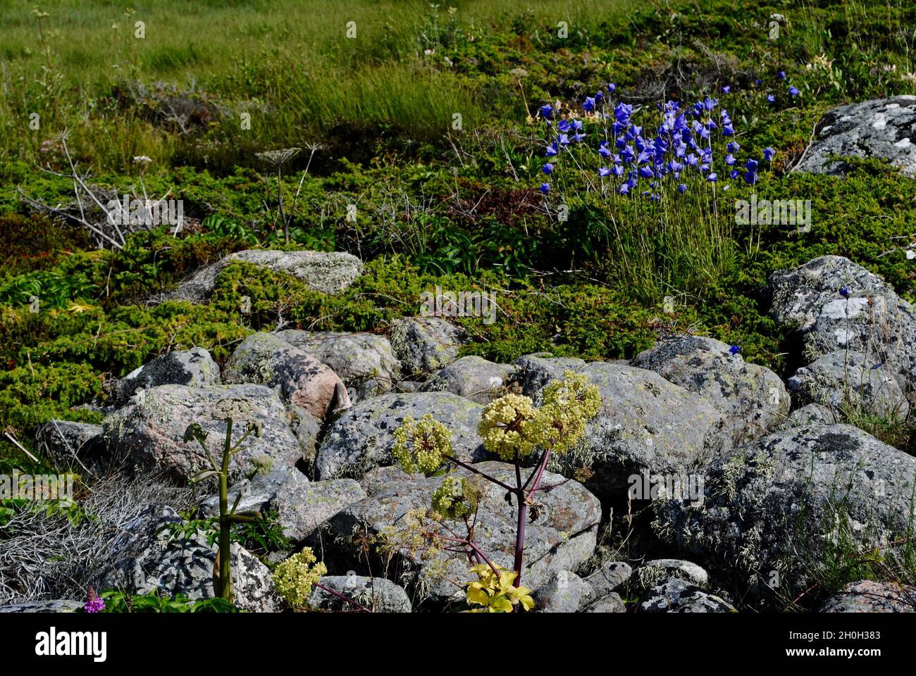 Flora on island in Fjällbacka archipelago on the western coastline of Sweden Stock Photo - Alamy