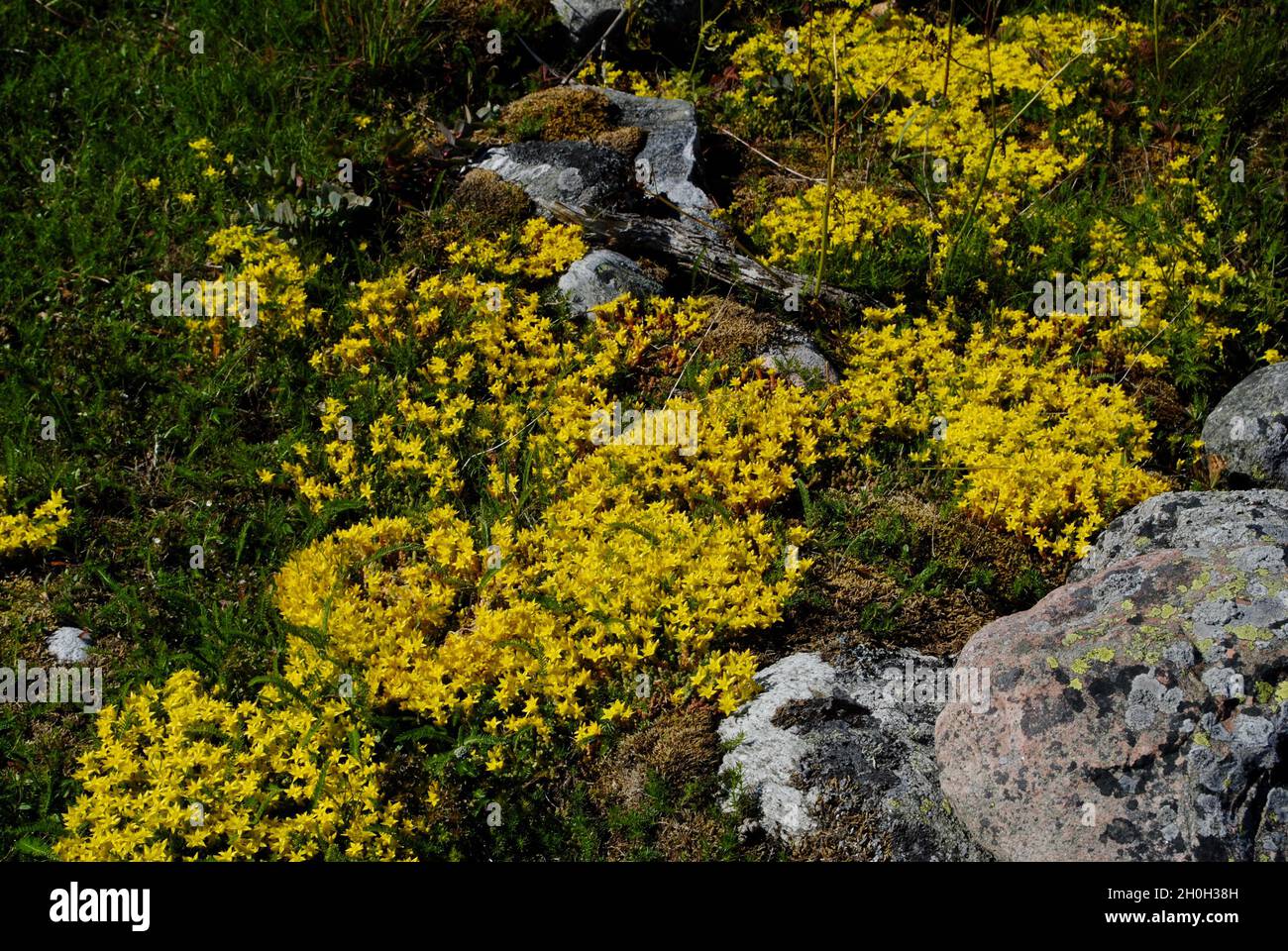 Flora on island in Fjällbacka archipelago on the western coastline of Sweden Stock Photo - Alamy