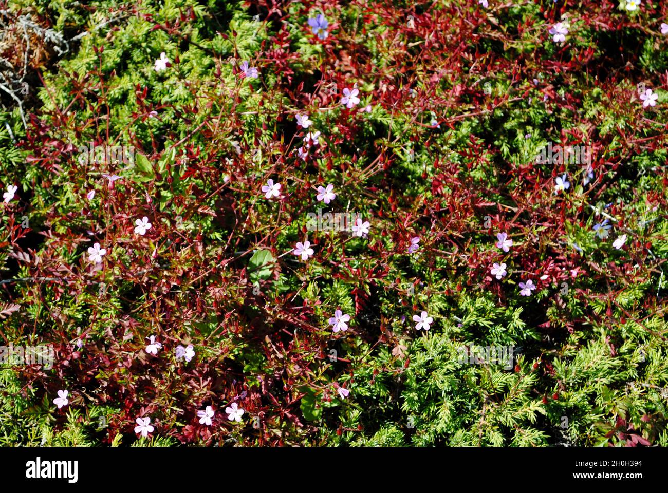 Flora on island in Fjällbacka archipelago on the western coastline of Sweden Stock Photo - Alamy