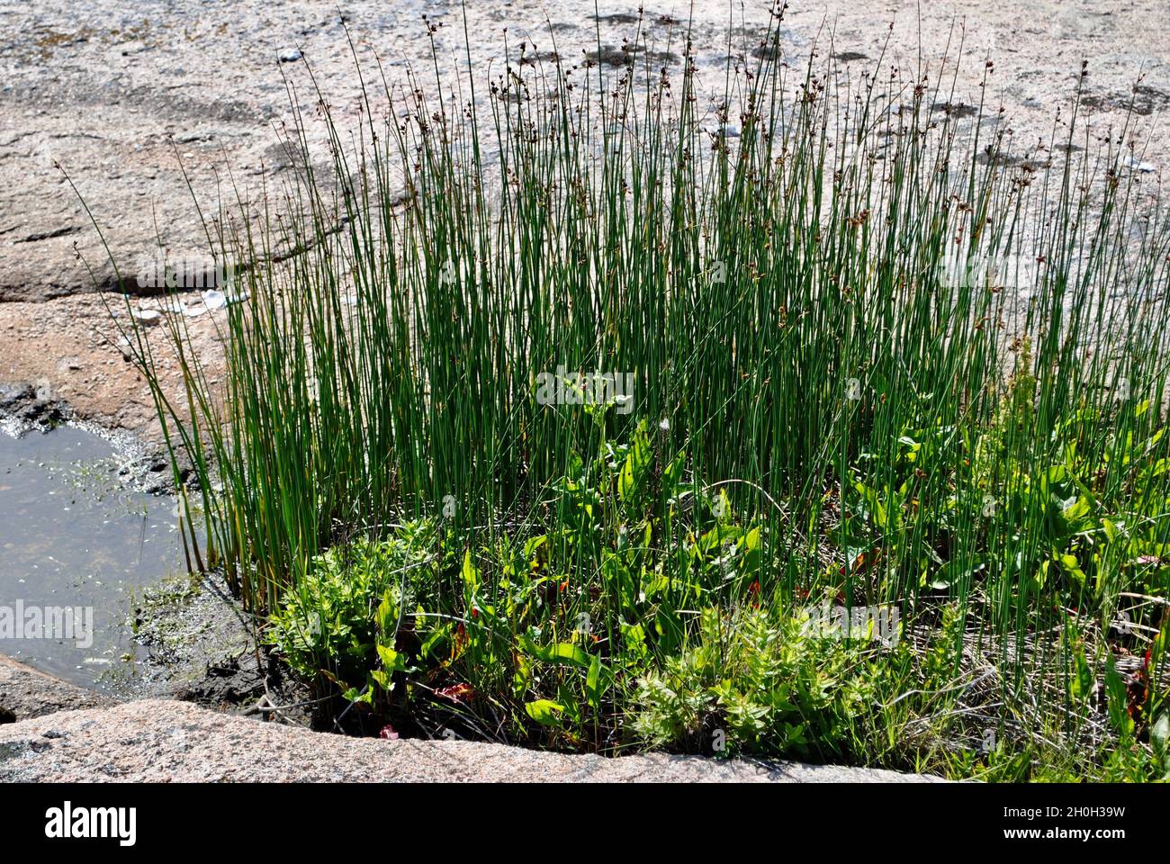 Flora on island in Fjällbacka archipelago on the western coastline of Sweden Stock Photo - Alamy