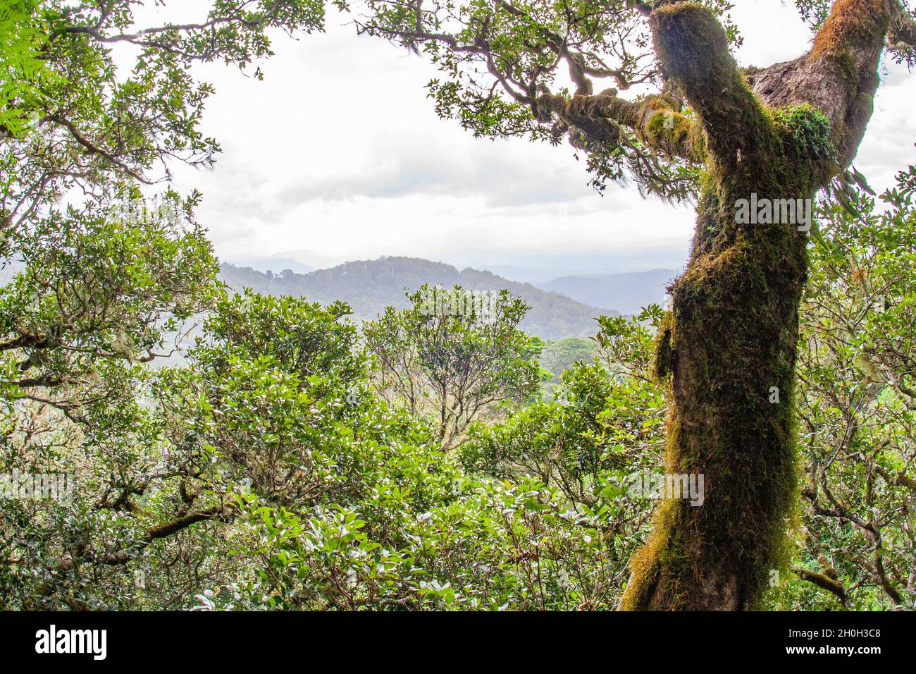 Tree top walk scenic view at O'Reilly's Stock Photo - Alamy