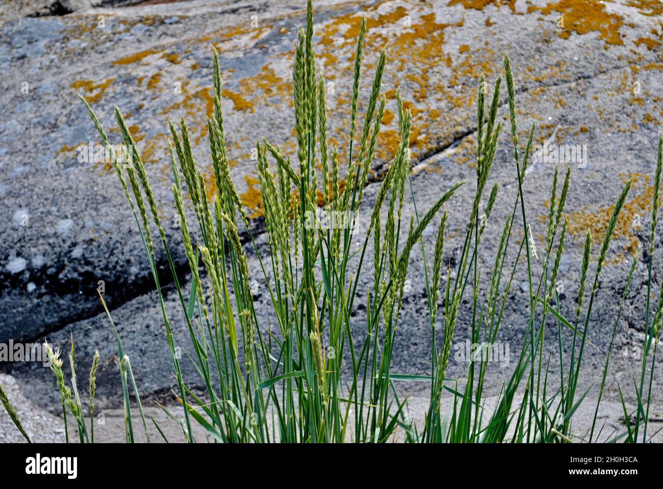 Tall grass and moss-covered rock on island in Fjällbacka archipelago on ...
