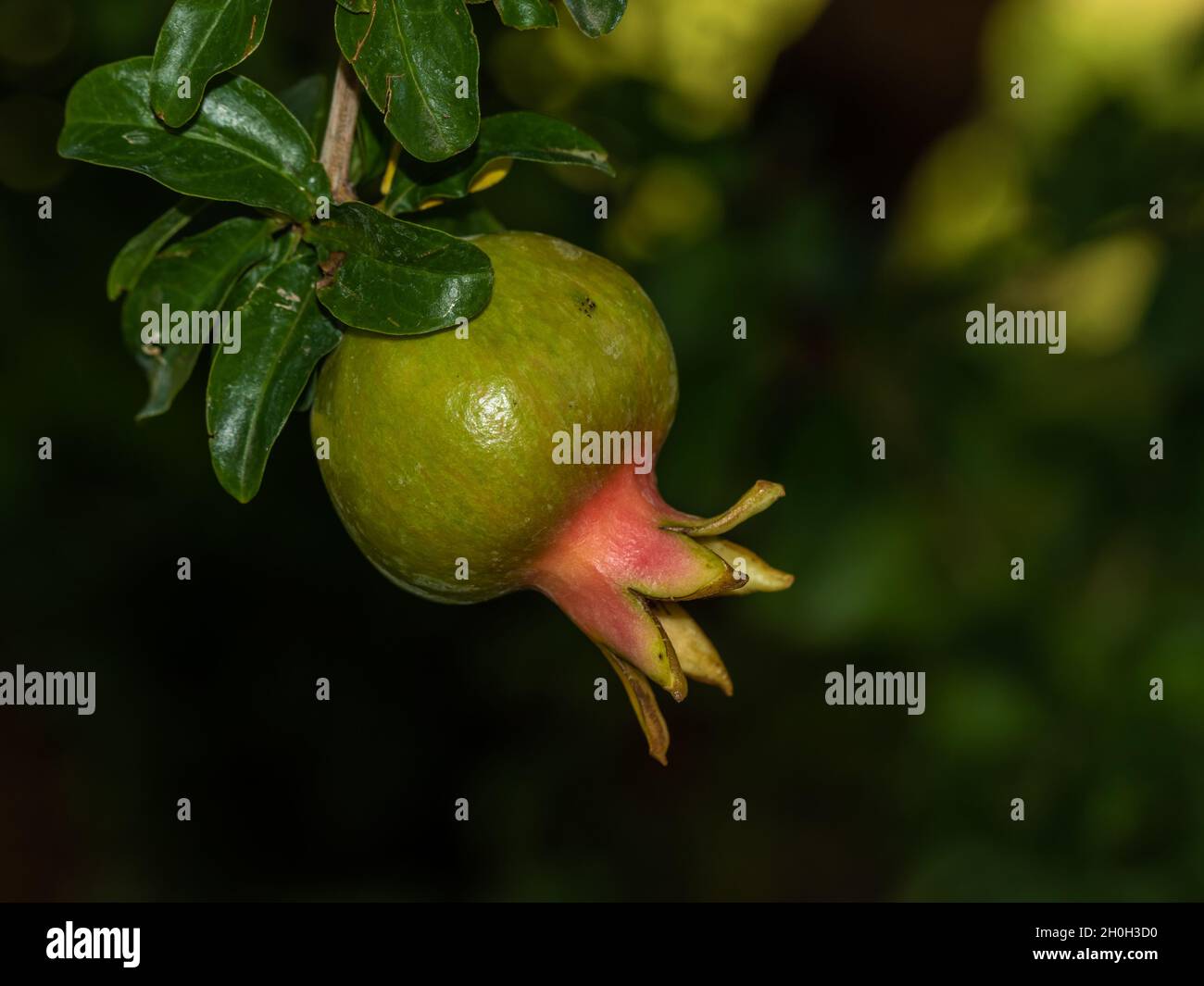 Pomegranates hanging on tree hi-res stock photography and images - Alamy