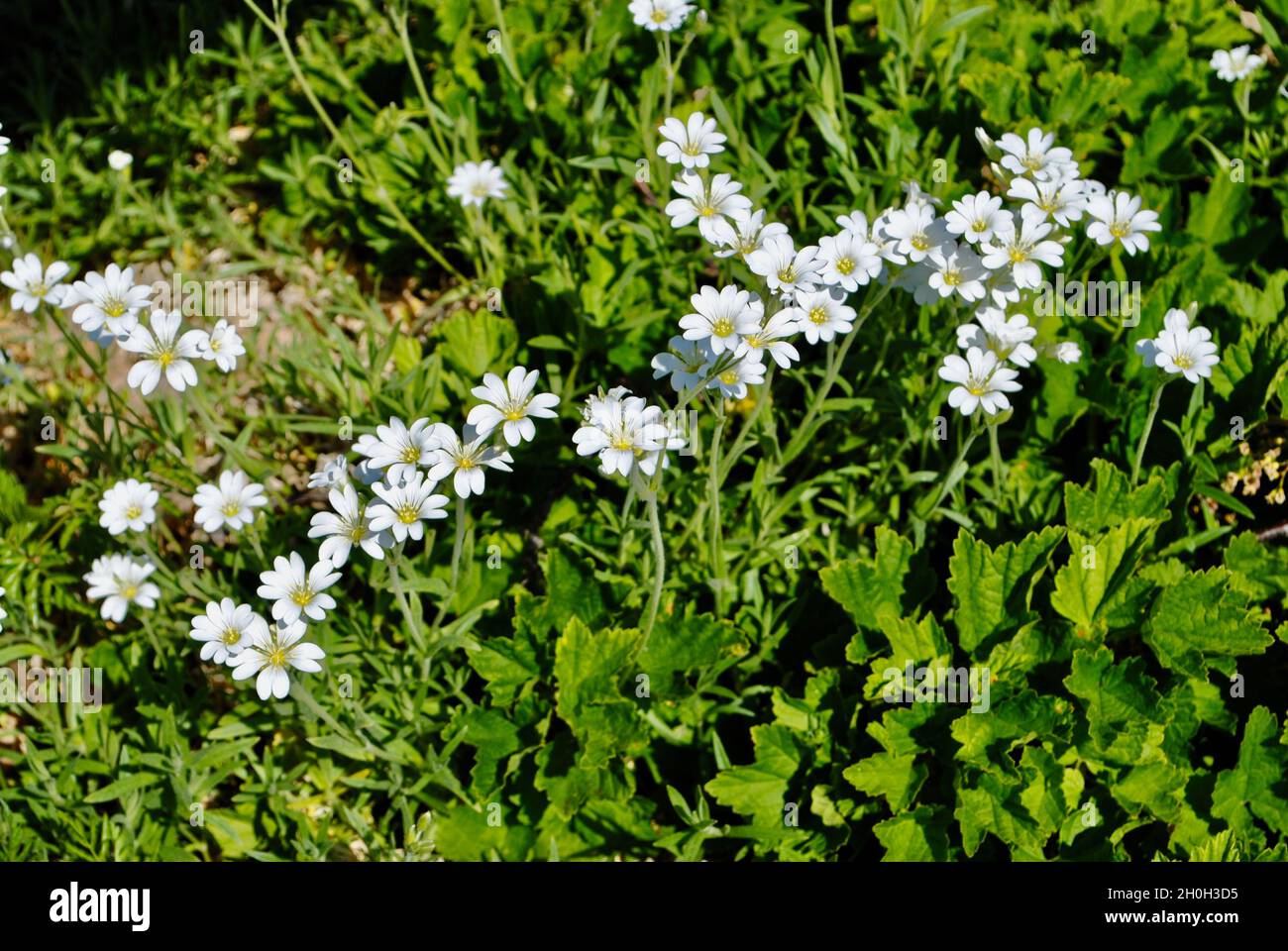 Flora on island in Fjällbacka archipelago on the western coastline of Sweden Stock Photo - Alamy