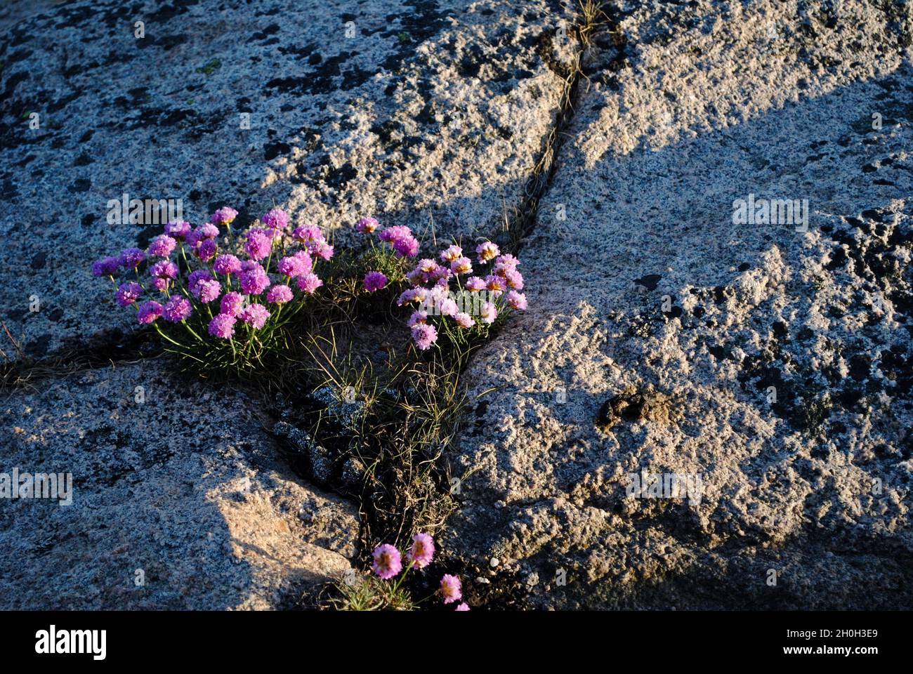 Flora on island in Fjällbacka archipelago on the western coastline of Sweden Stock Photo - Alamy
