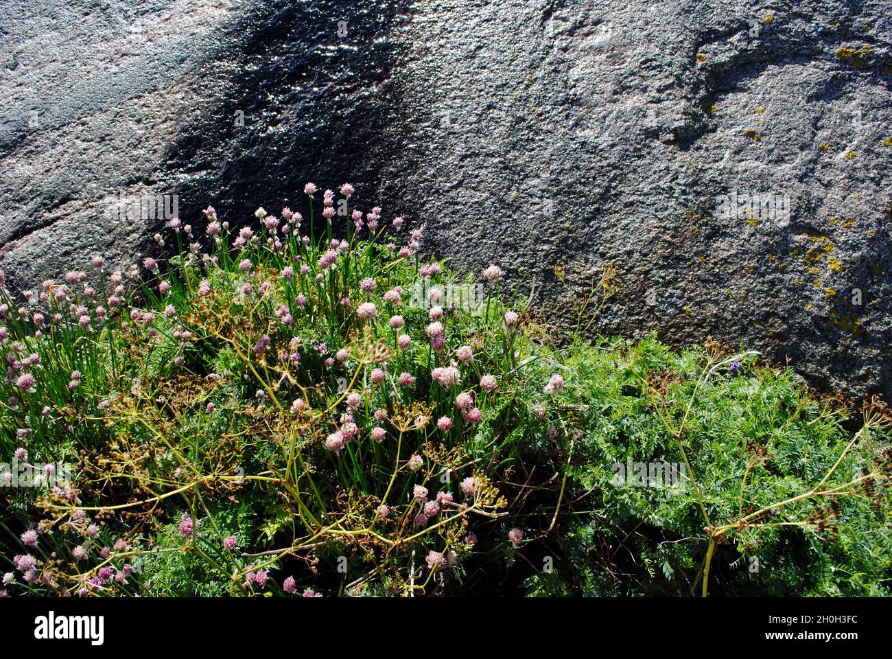 Flora on island in Fjällbacka archipelago on the western coastline of Sweden Stock Photo - Alamy