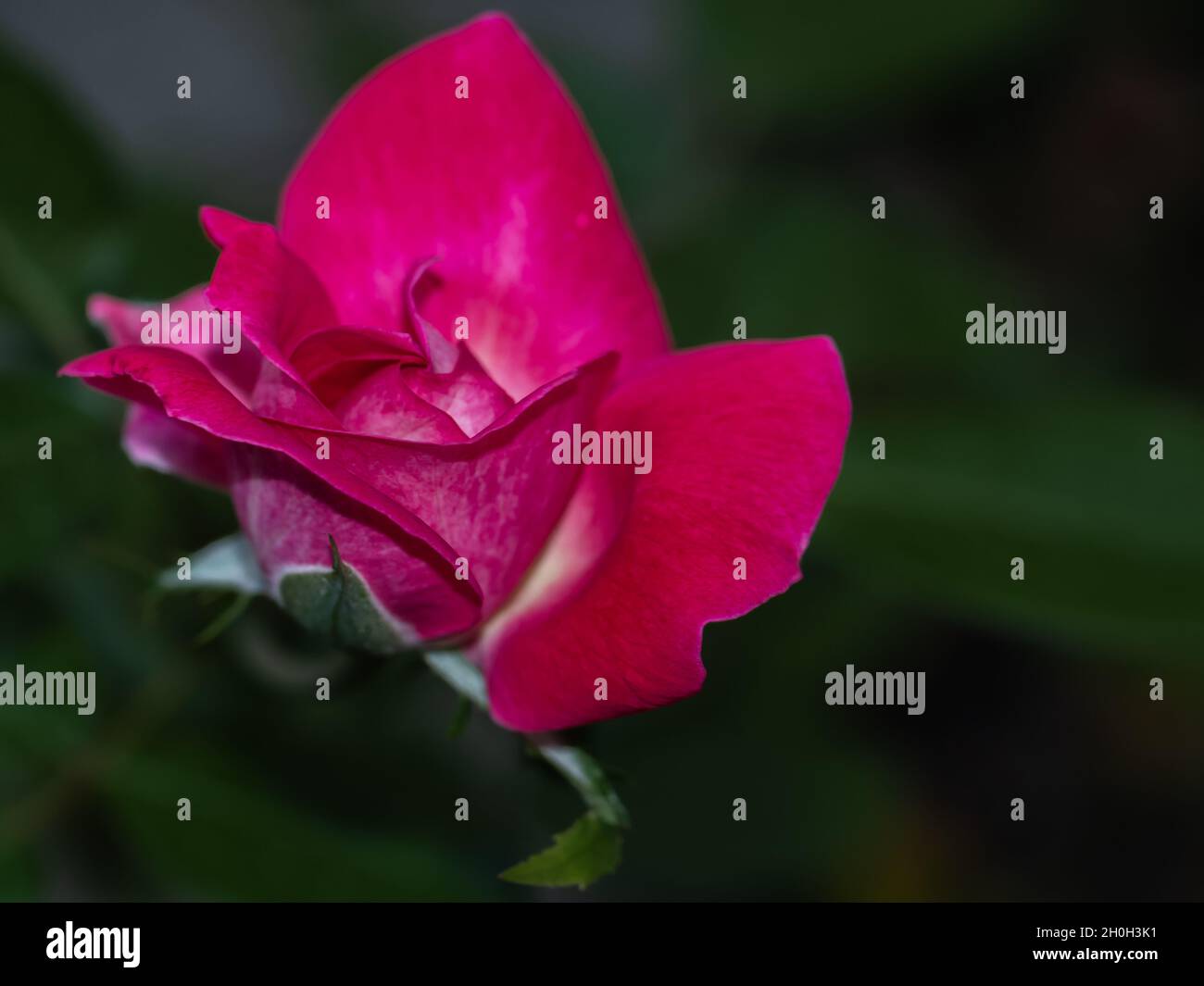 Isolated fuchsia hi-res stock photography and images - Alamy