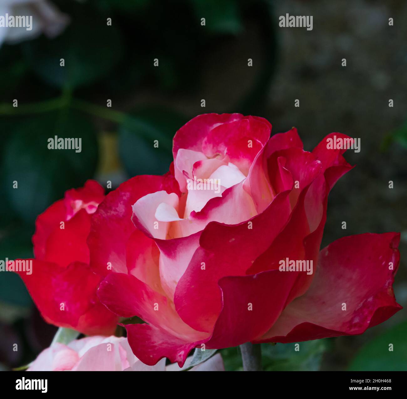 Fuchsia pink roses hi-res stock photography and images - Alamy