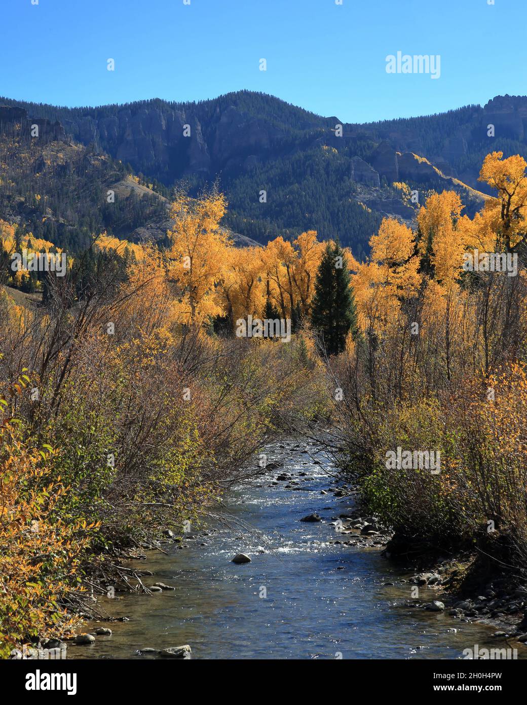 Colorado fall landscape with golden Aspens and a babbling brook Stock ...