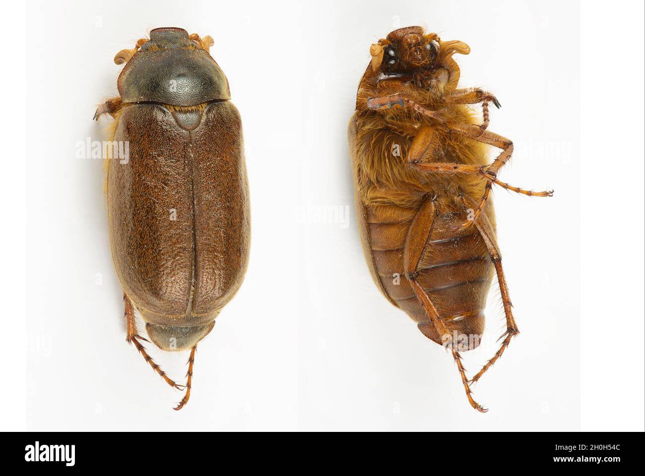 Top and bottom views of the Riteline Scarab Beetle, an insect also ...