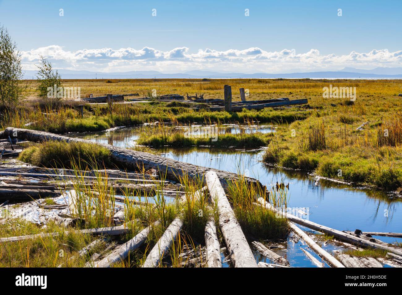 Coastal wetlands and marsh in Richmond British Columbia Canada Stock ...