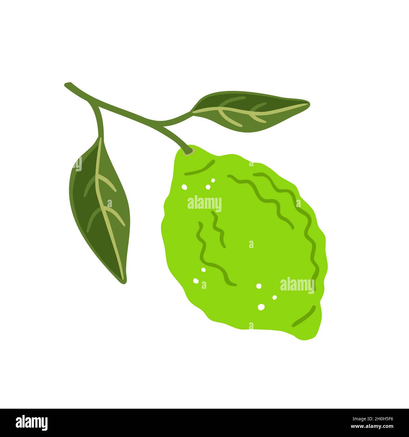 Lime with leaves on a white background. Vector illustration Stock ...