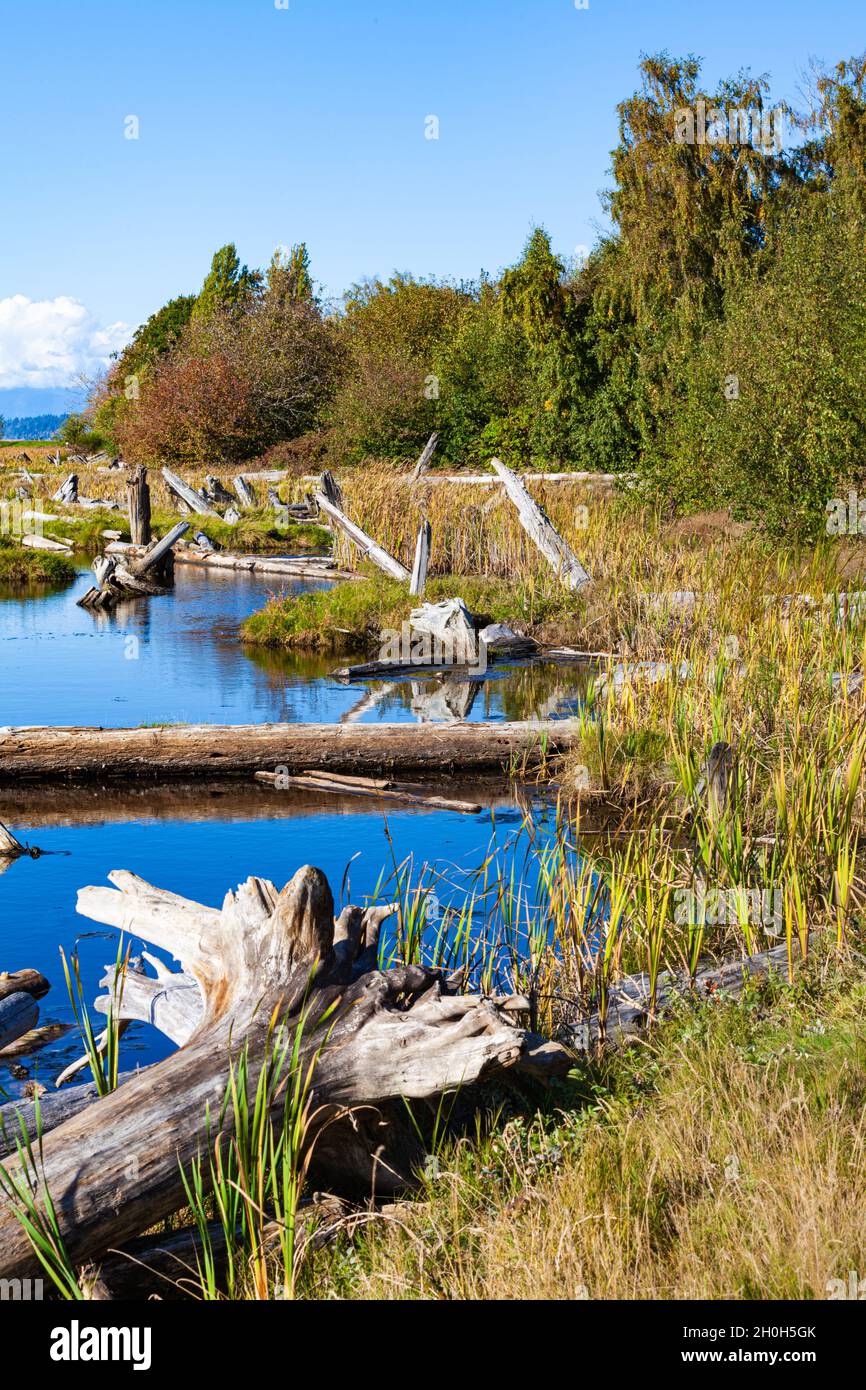 Fraser river delta grass hi-res stock photography and images - Alamy