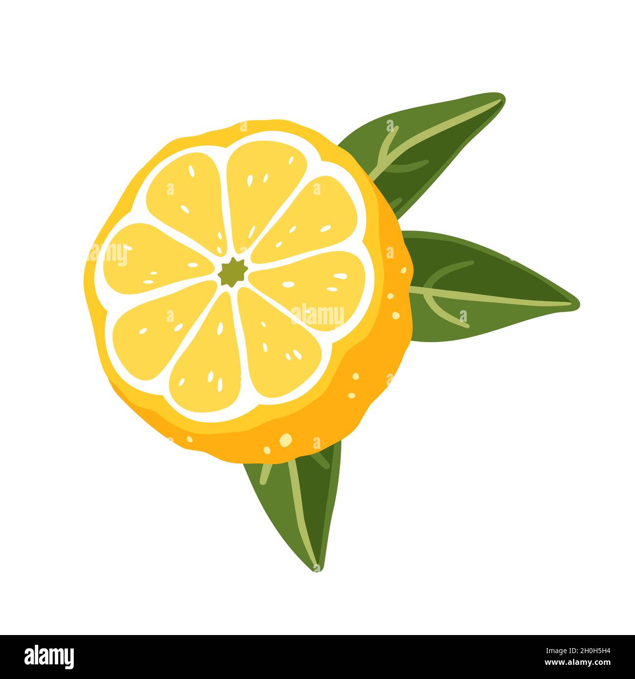 Lemon half with leaves on a white background. Vector illustration Stock ...