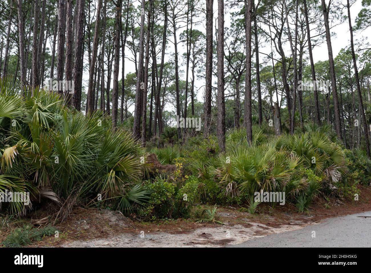 Palmettos and brushy undergrowth below tall pine trees, South Carolina ...