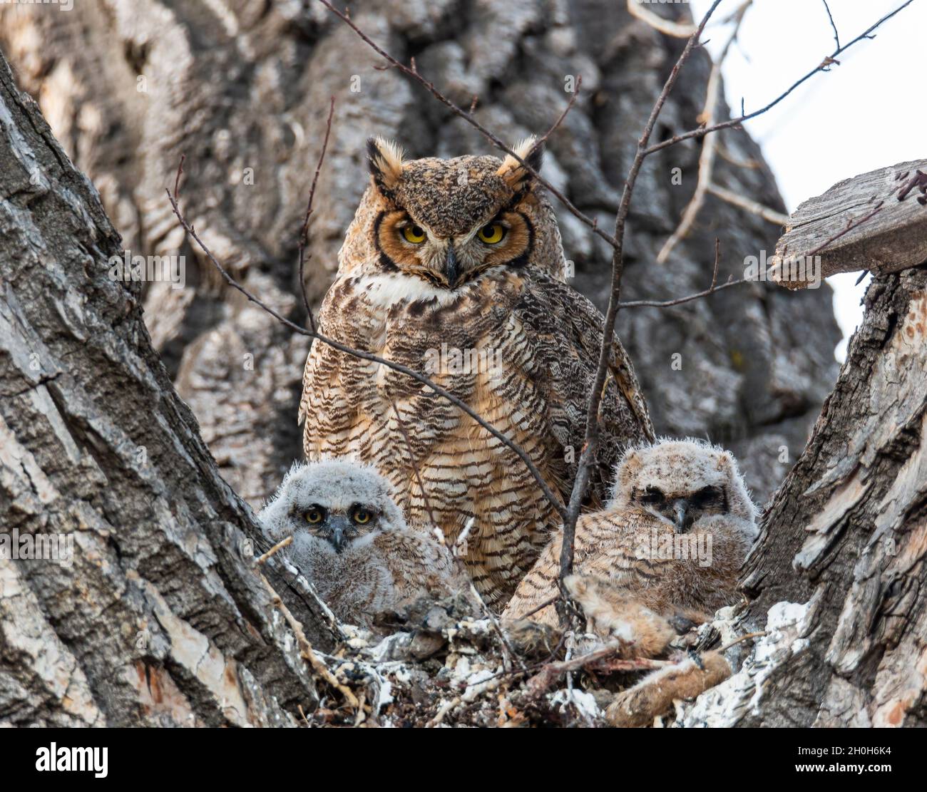 Female Great horned owl watches over her young owlets in the nest Stock ...