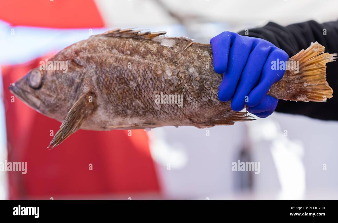 The seller holds in his hand frozen fish at the fish market. The seller ...