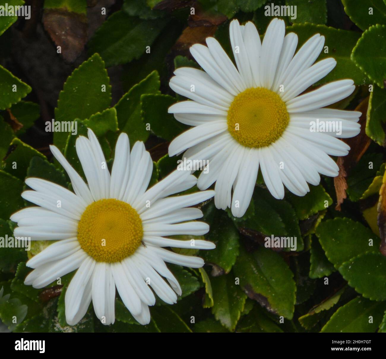Beautiful Daisy Flowers growing on Sandy Point Beach in West Haven ...