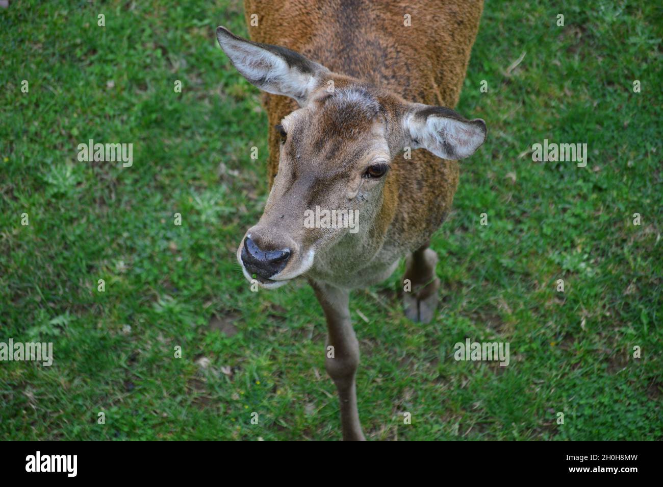 Closeup shot of a deer walking on a field Stock Photo - Alamy
