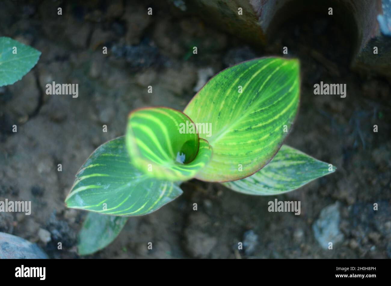 Overhead shot of a green shoot planted in a fertile soil Stock Photo ...