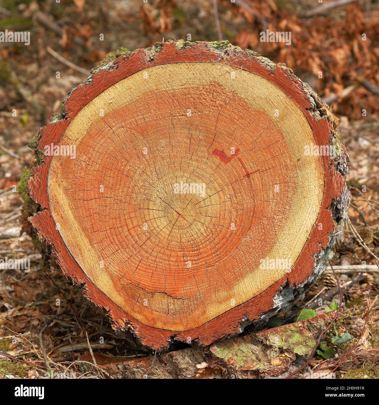 Cross section through a tree trunk with annual rings, tree slice, end ...