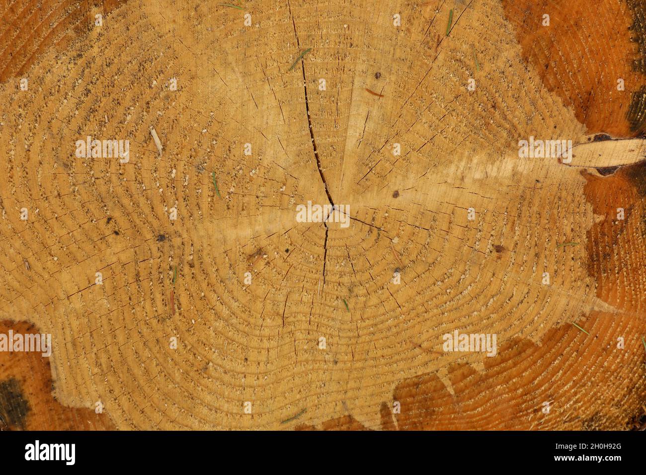Cross section through a tree trunk with annual rings, tree slice, end ...