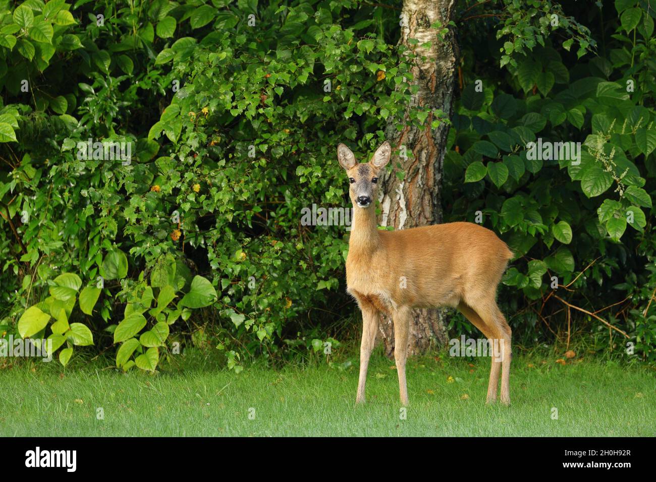 European roe deer (Capreolus capreolus), standing in a garden, Wilden ...