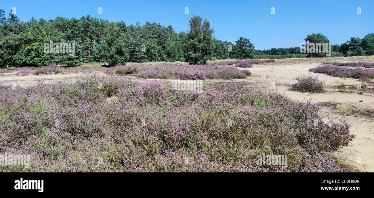 Heather sand hi-res stock photography and images - Alamy