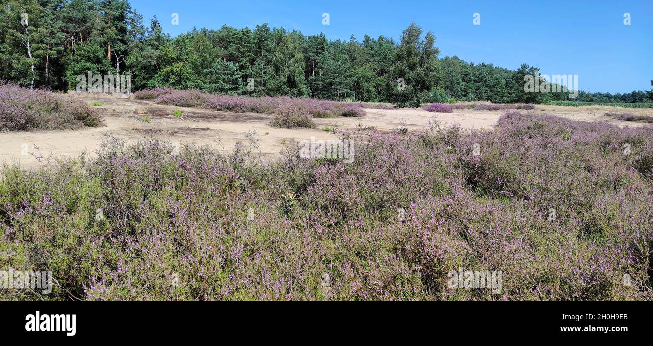 Heather sand hi-res stock photography and images - Alamy