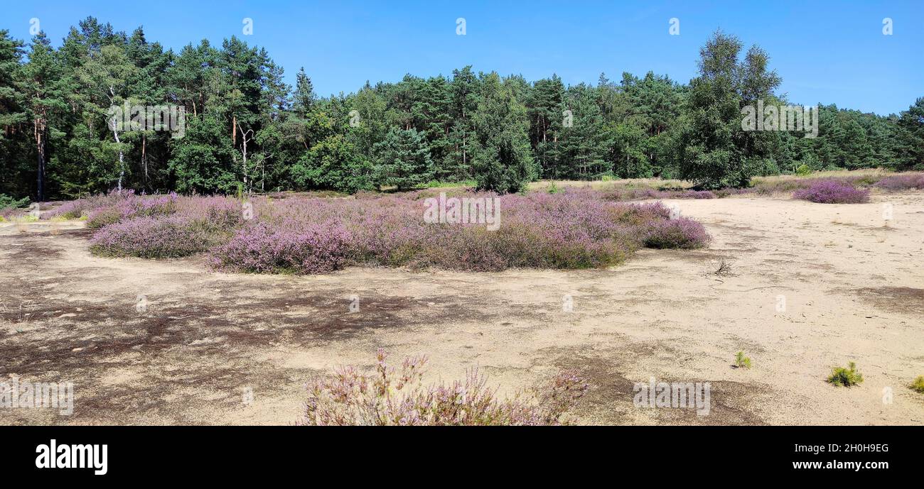 Heather sand hi-res stock photography and images - Alamy