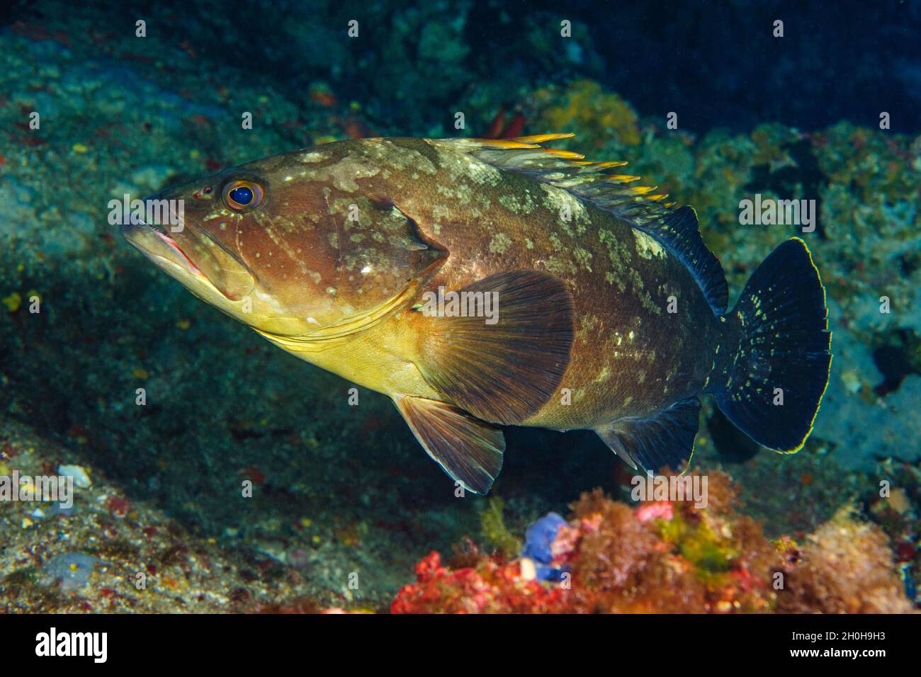 Dusky Grouper (Epinephelus marginatus), Mediterranean Sea, Portofino ...