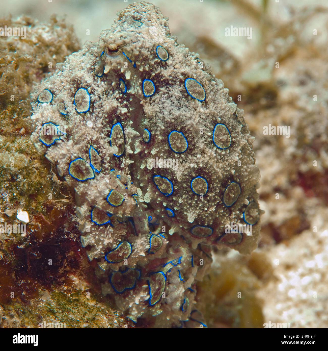 Blue ringed Octopus (Hapalochlaena lunulata) camouflages on coral, Blue ...