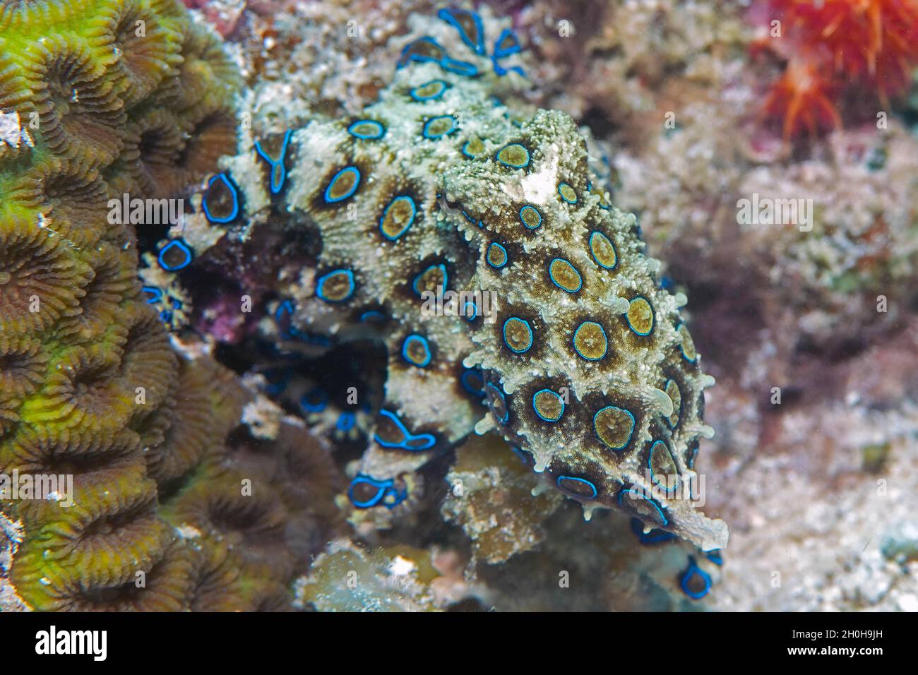 Blue ringed Octopus (Hapalochlaena lunulata), Blue ringed octopus ...