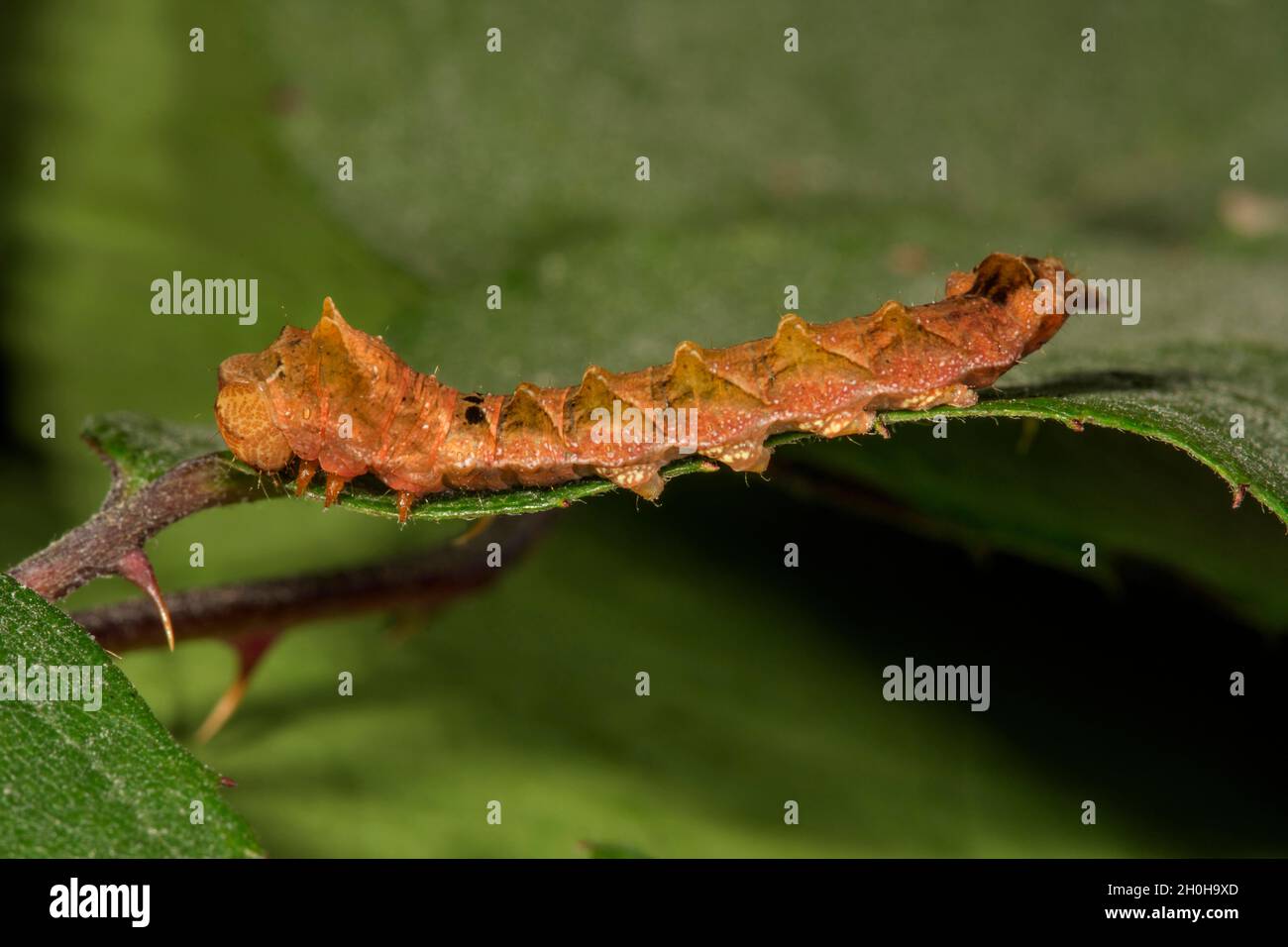 Thyatira batis caterpillar hi-res stock photography and images - Alamy