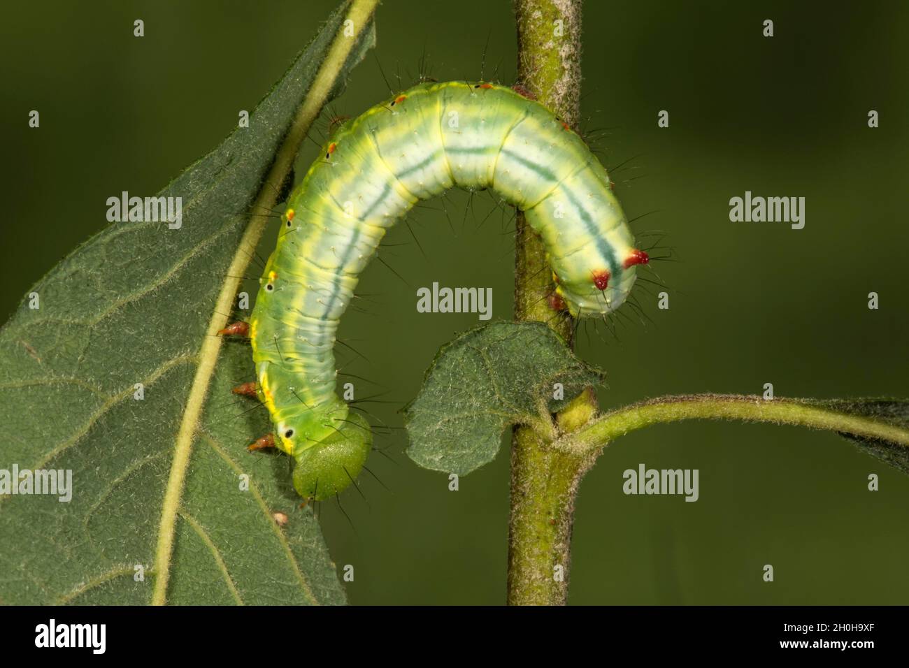 Coxcomb prominent (Ptilodon capucina) caterpillar on auric willow ...