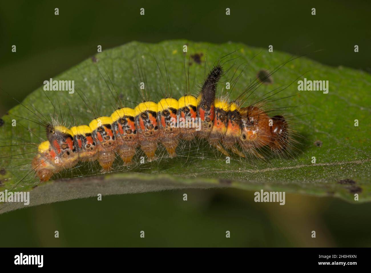 Dagger moth caterpillar hi-res stock photography and images - Alamy