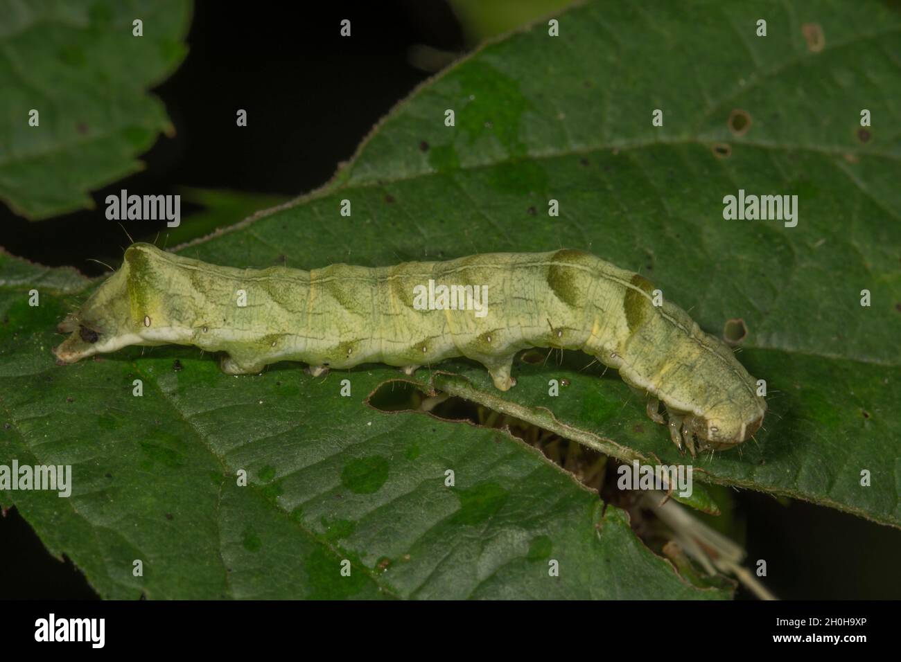 Black garden owl (Mamestra persicariae) caterpillar on raspberry (Rubus ...
