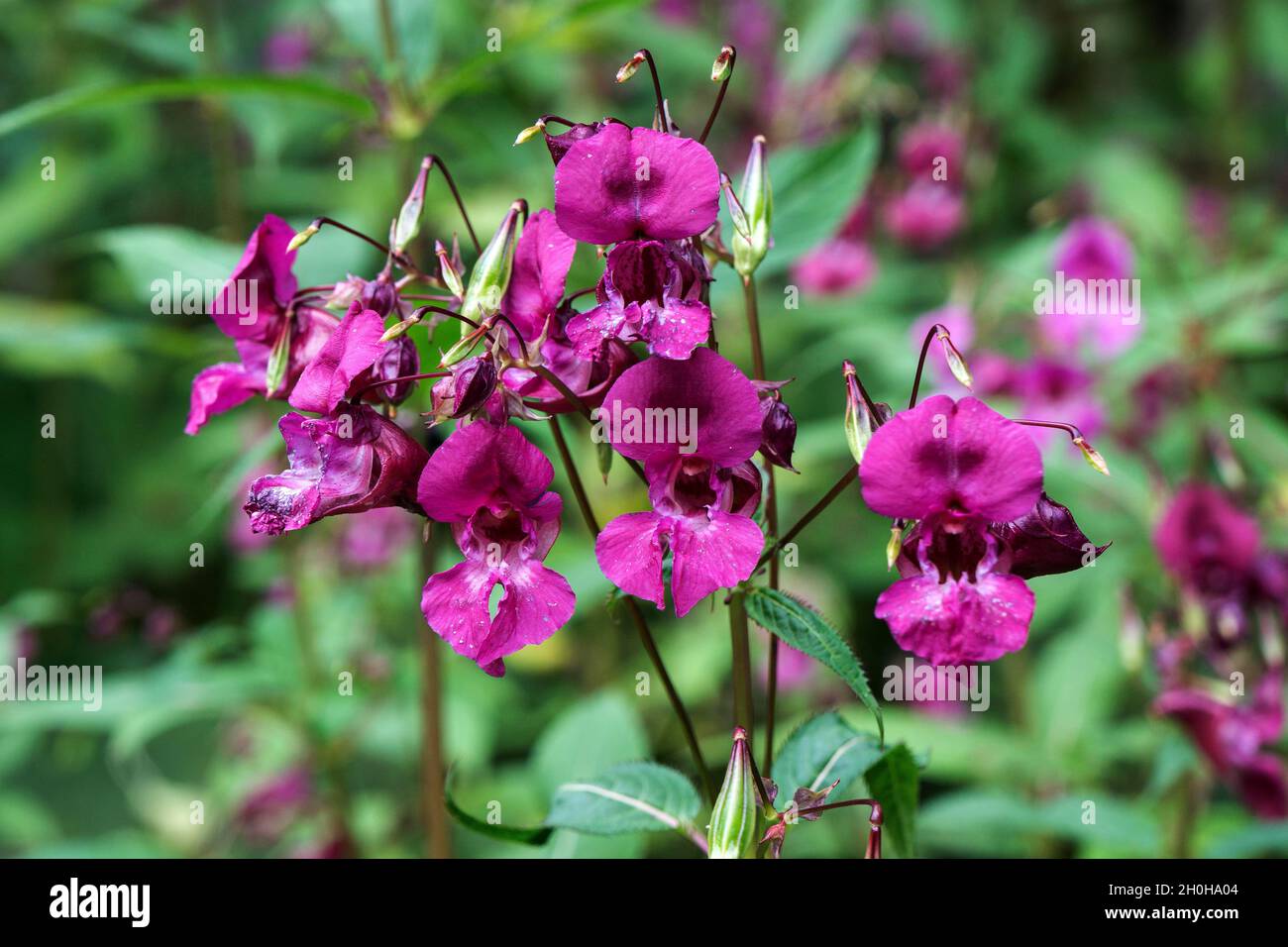 Glandular touch-me-not, also Himalayan balsam (Impatiens glandulifera ...