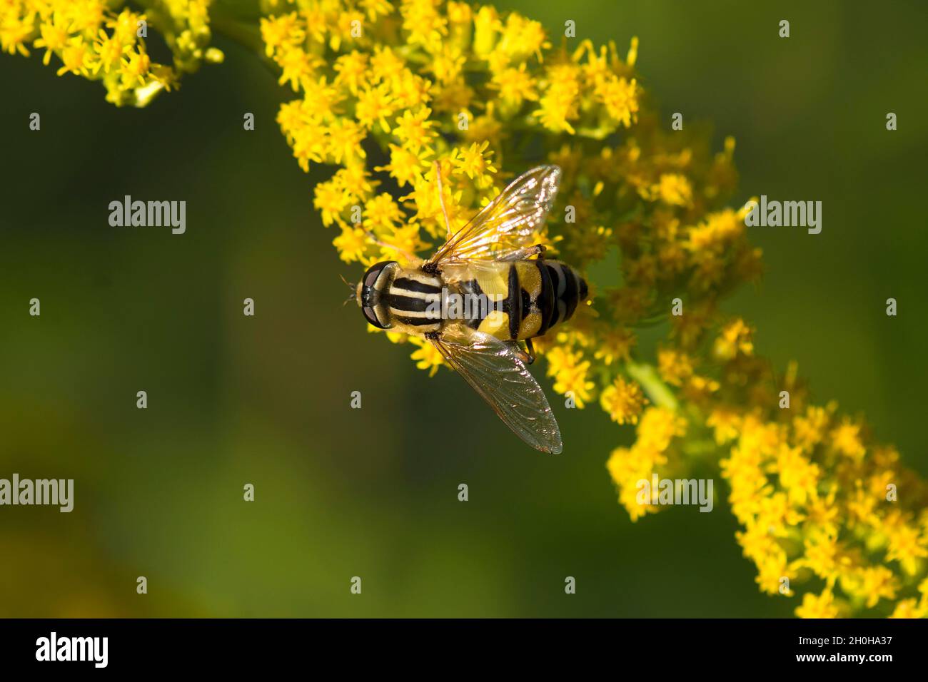 Hoverfly (Syrphidae) on a Canada goldenrod (Solidago canadensis ...