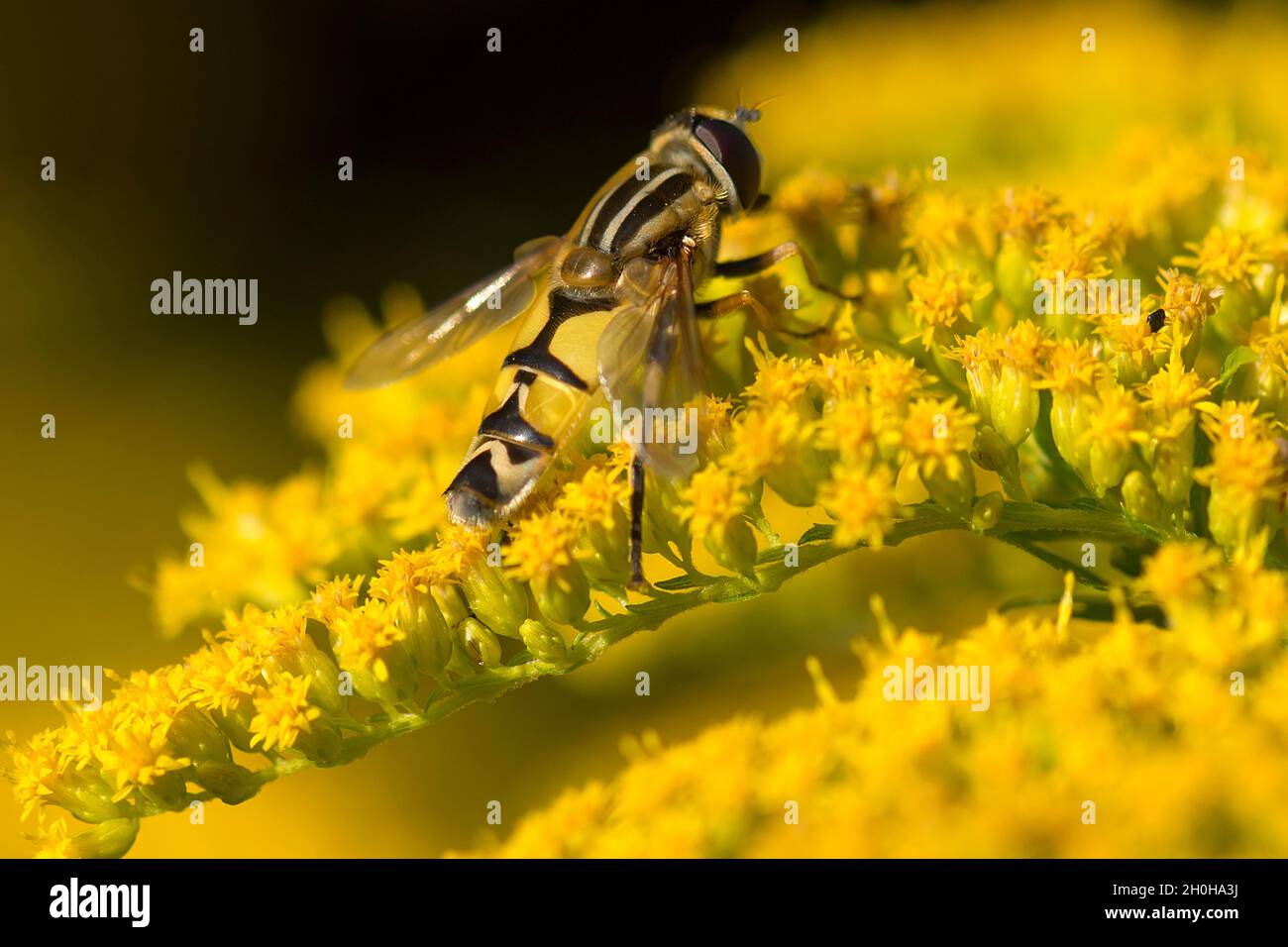 Hoverfly (Syrphidae) on a Canada goldenrod (Solidago canadensis), Bavaria, Germany Stock Photo ...