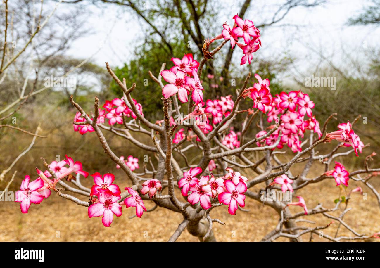 Equatoria hi-res stock photography and images - Alamy