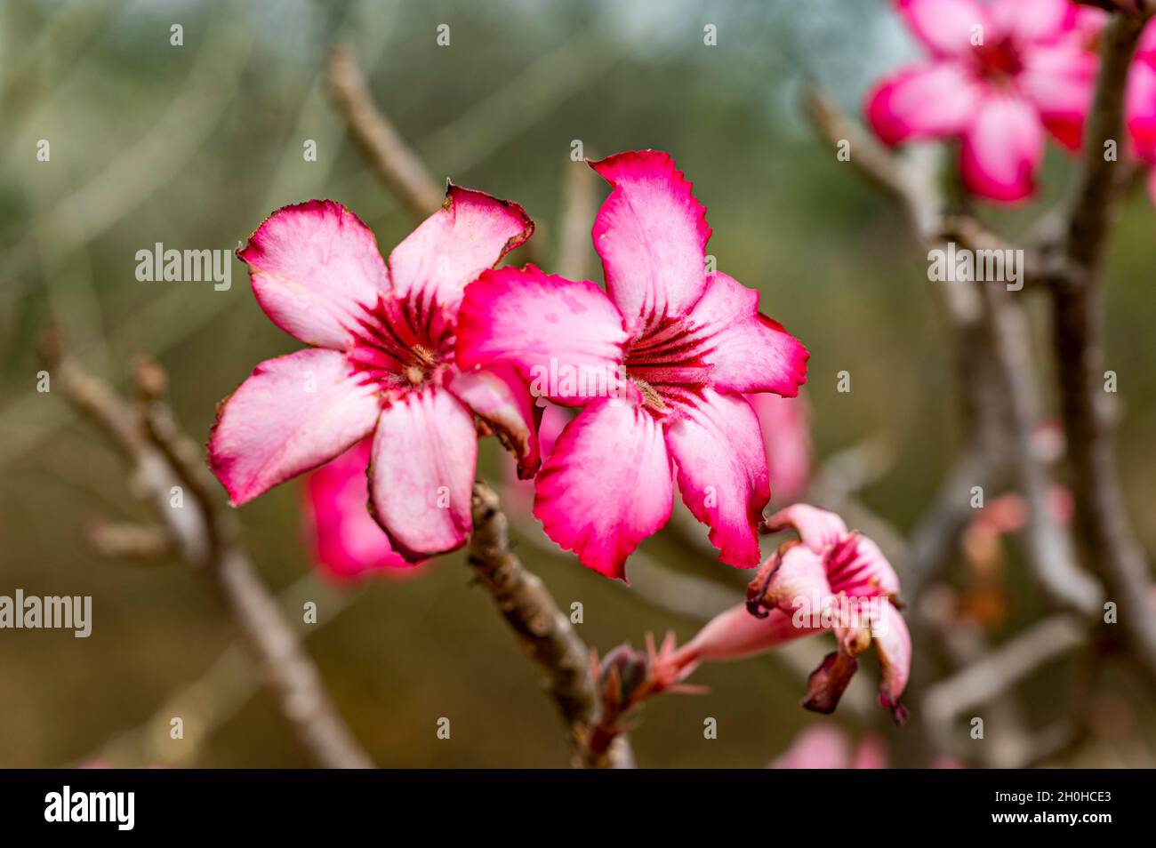 Blooming tree in Eastern Equatoria, South Sudan Stock Photo - Alamy