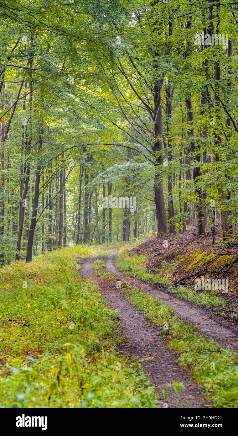 Forest path in the forest hi-res stock photography and images - Alamy