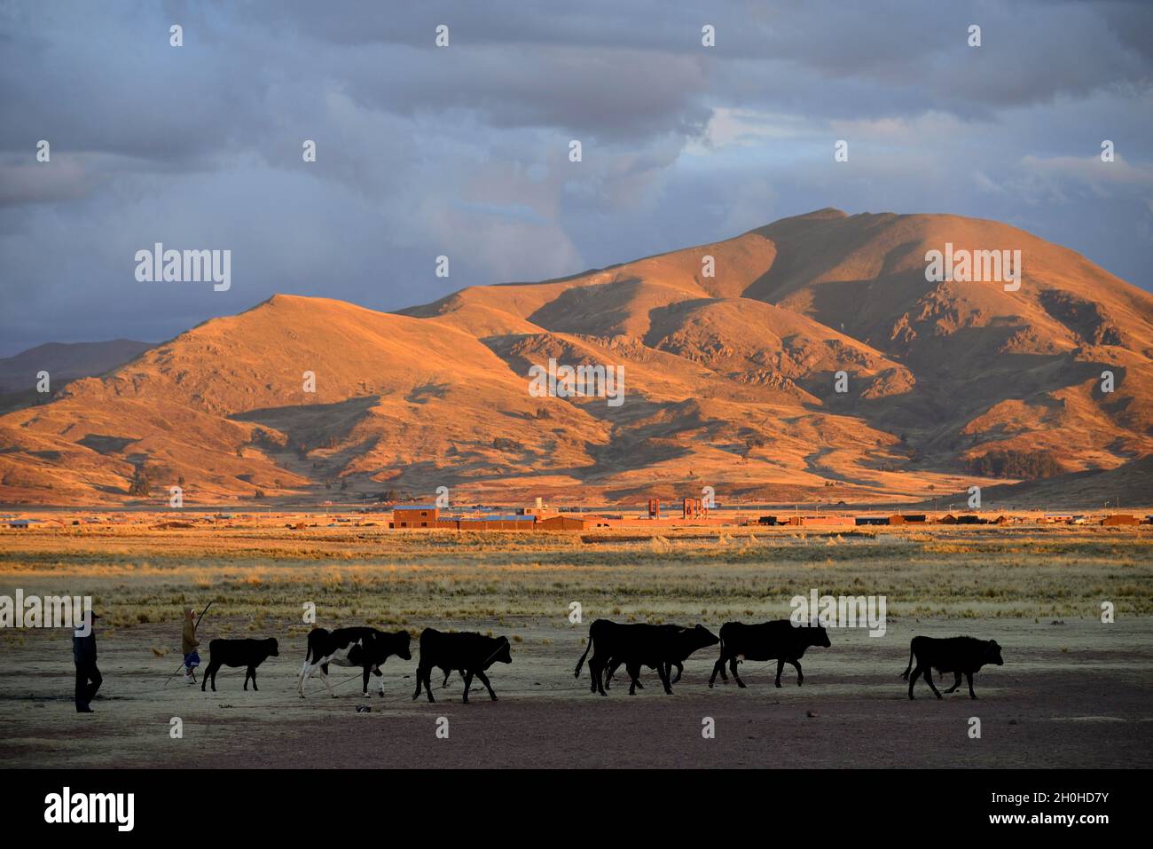 Farmer driving cattle home in the evening light, Tiwanaku, Department ...
